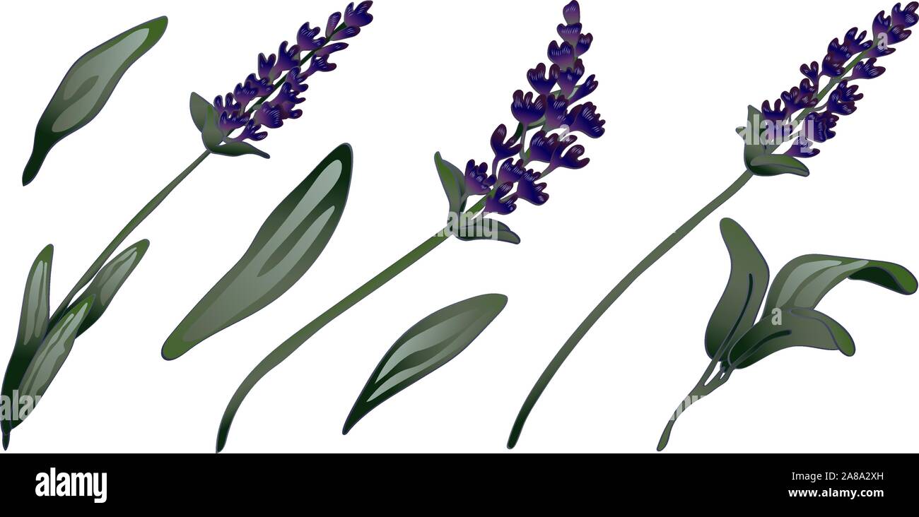 Lavender flower in a vector style isolated. Engraved ink art Stock ...