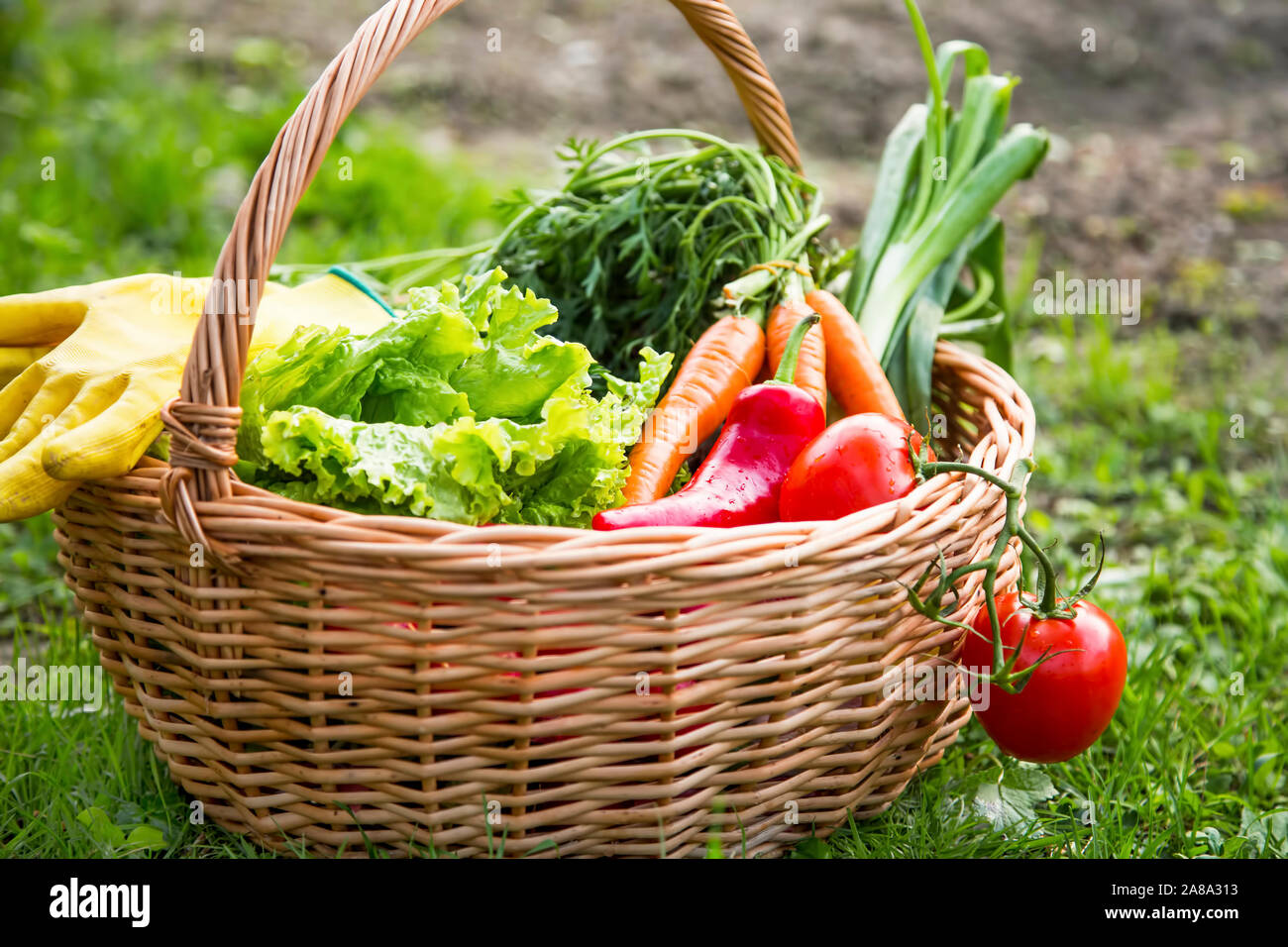 Fresh organic vegetables basket , local food , freshly harvested from ...