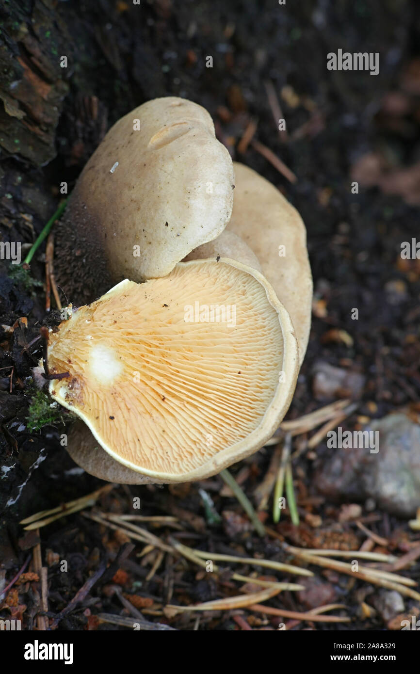 Paxillus panuoides hi-res stock photography and images - Alamy