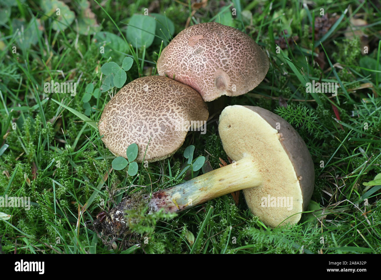 Xerocomellus cisalpinus, formerly considered a form of Xerocomellus ...