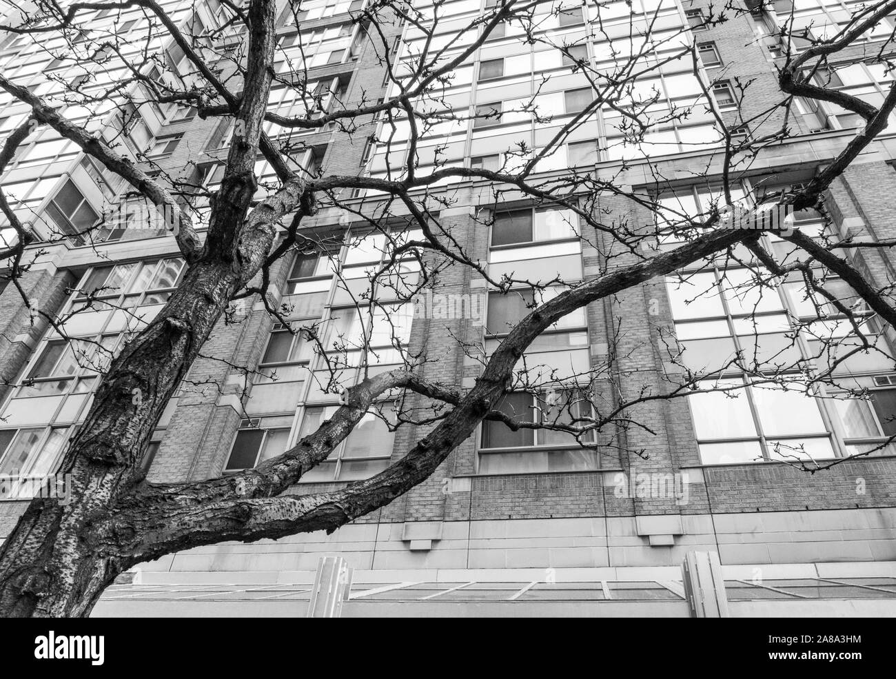 Stark trees, bare of leaves, become random graphic design elements in ...