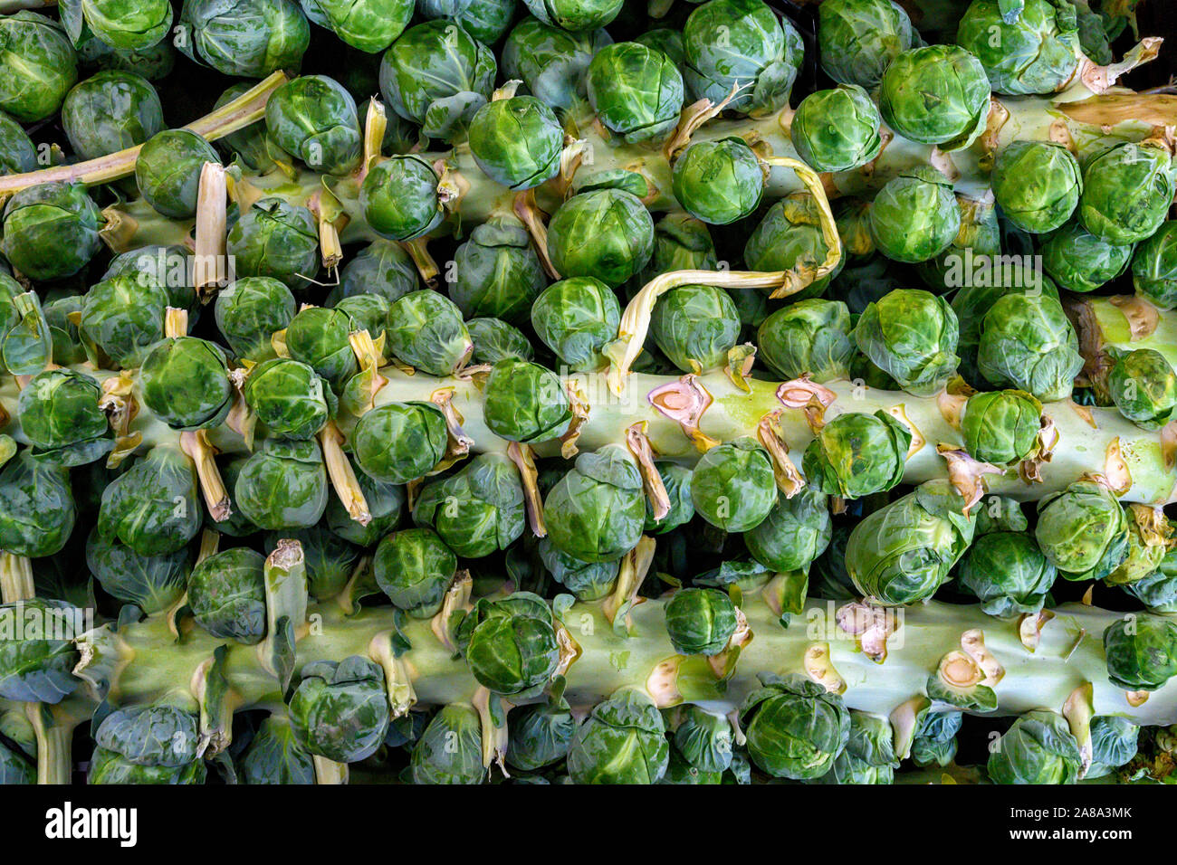 Brussels sprout stalk hi-res stock photography and images - Alamy
