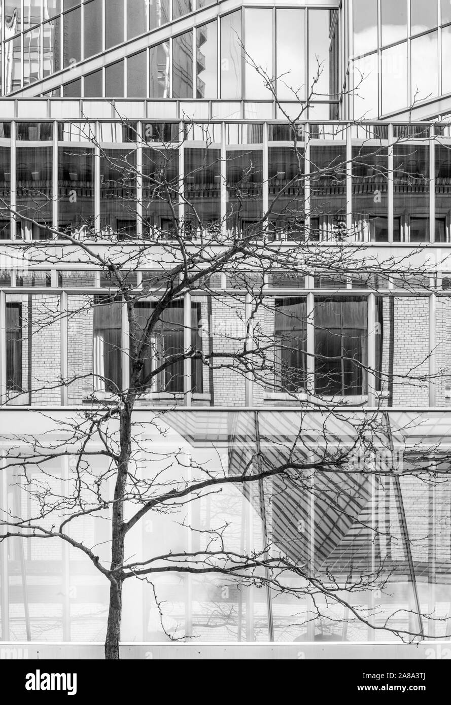 Stark trees, bare of leaves, become random graphic design elements in ...