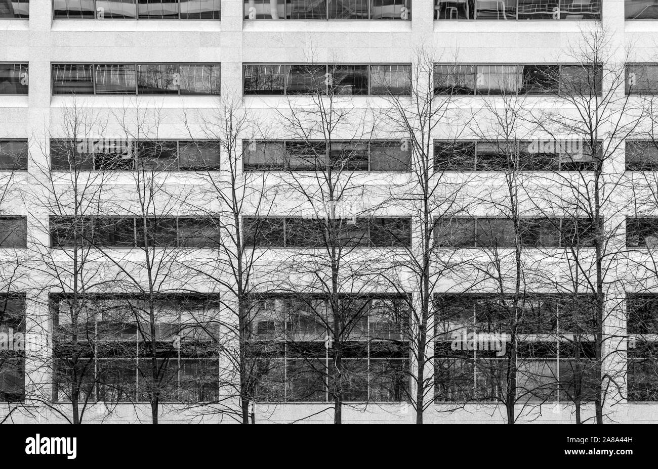 Stark trees, bare of leaves, become random graphic design elements in ...