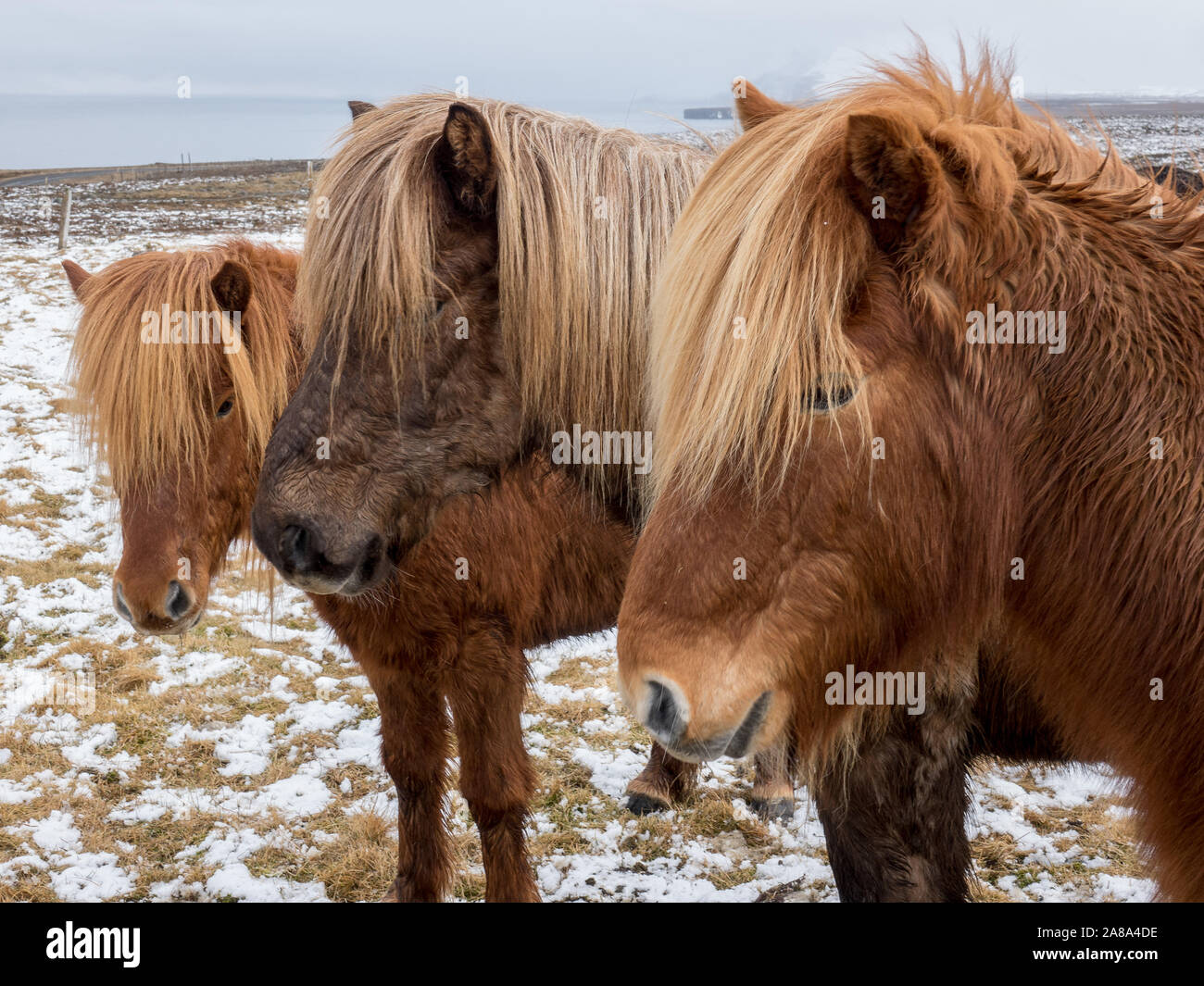 Three horses together hi-res stock photography and images - Alamy