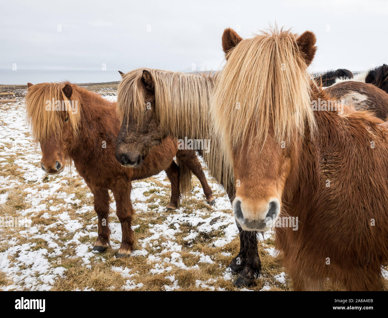 Three horses together hi-res stock photography and images - Alamy