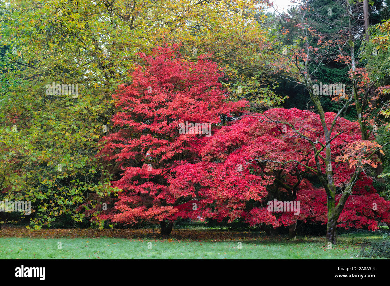 Acer Palmatum ‘Amoenum’. Japanese maple ‘Amoenum’ trees in autumn at ...