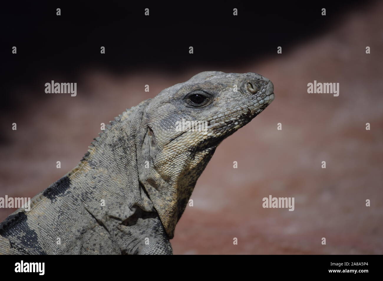 Iguana mexicana hi-res stock photography and images - Alamy