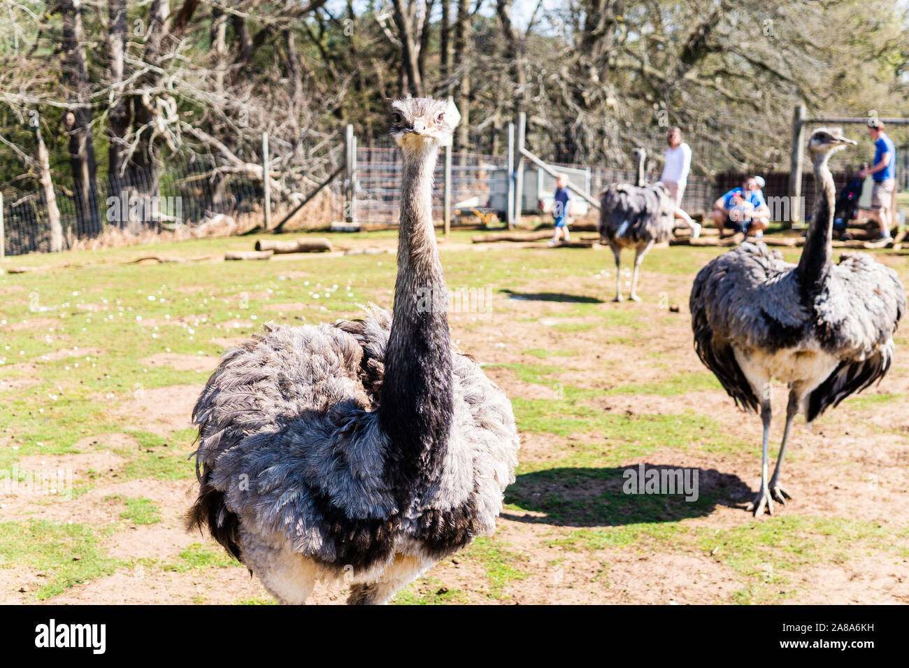 Greater Rhea,Rhea Americana at Woburn Safari Park Stock Photo - Alamy
