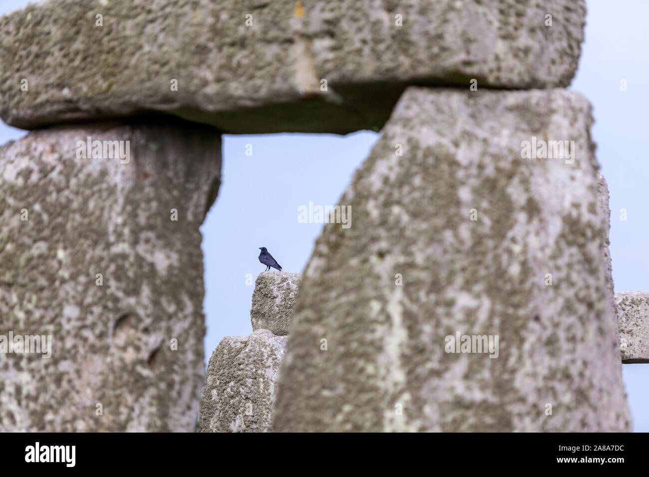 Raven in a stone in Stonehenge, a ring of standing stones, prehistoric ...