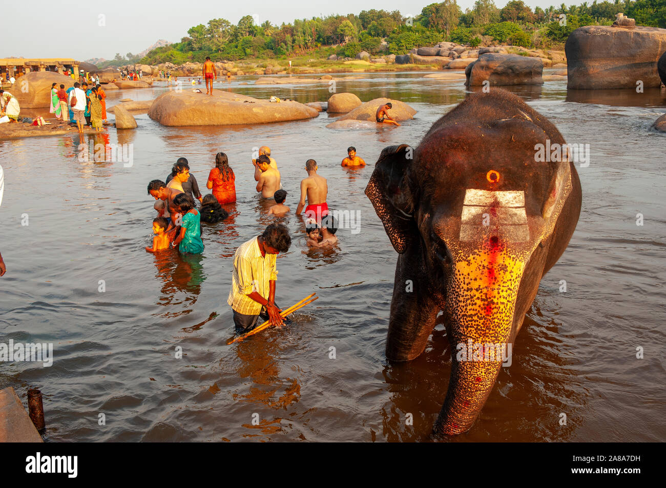 Lakshmi The Temple Elephant At Tungabhadra River Hampi Karnataka