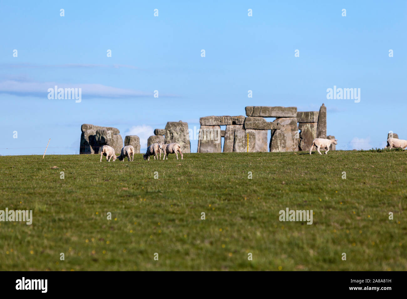 Sheep and Stonehenge, a ring of standing stones, prehistoric monument ...