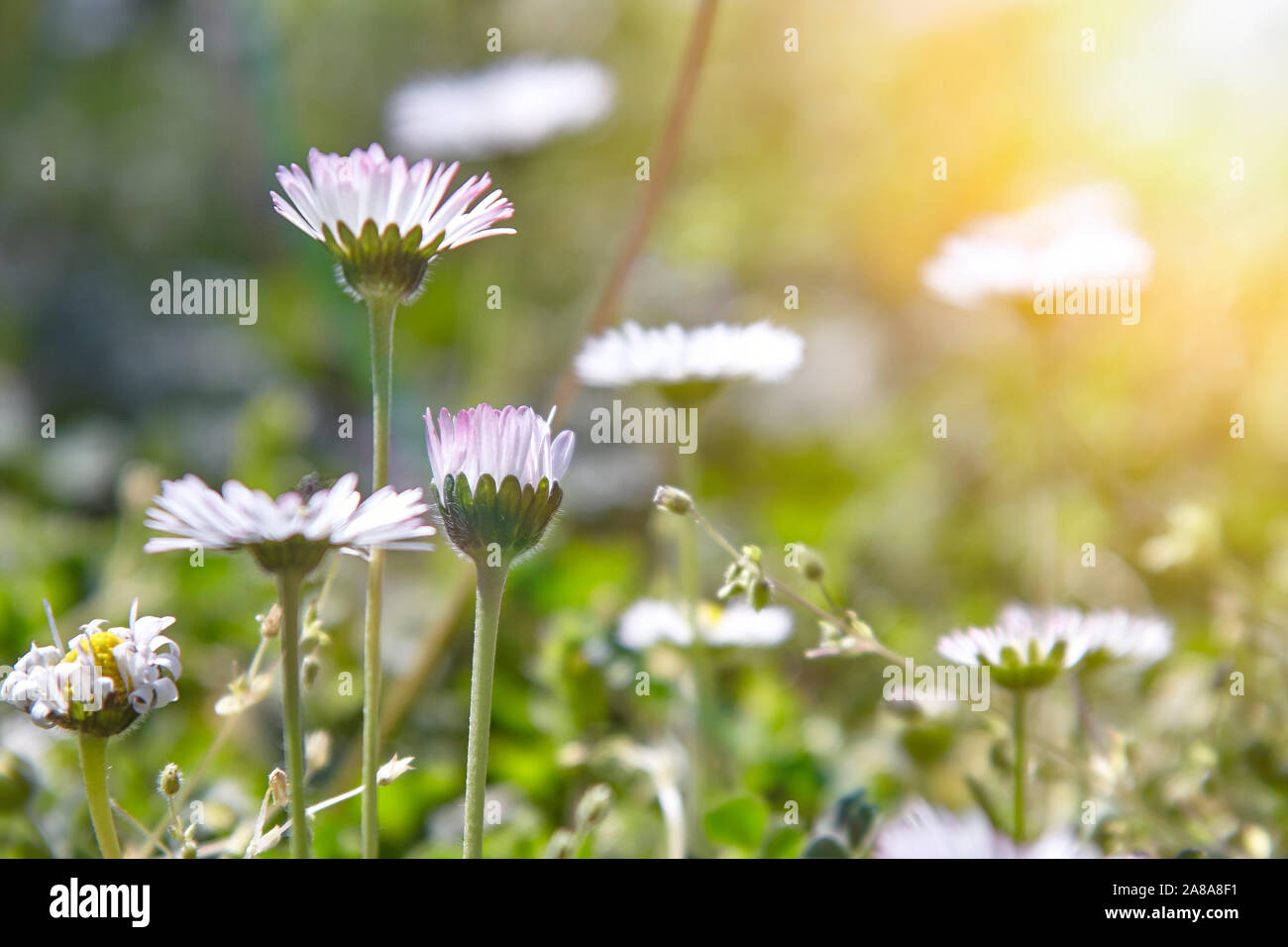 The daisy that marks the beginning of spring #2 Stock Photo - Alamy