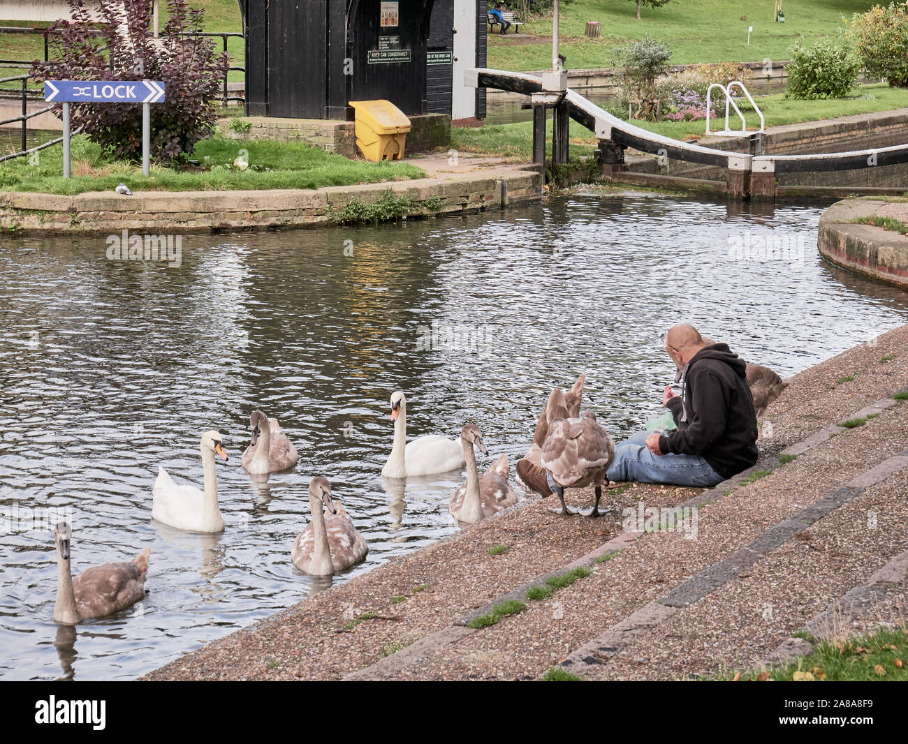 Cambridge, UK - October 9, 2019 the man feeds the swans Stock Photo - Alamy