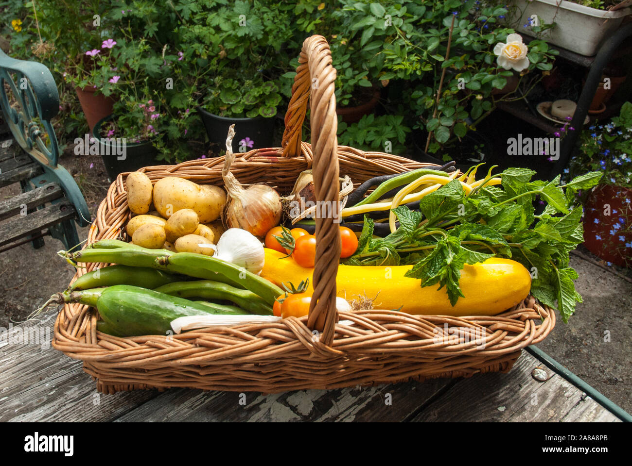 A colourful basket of home grown summer vegetables Stock Photo - Alamy