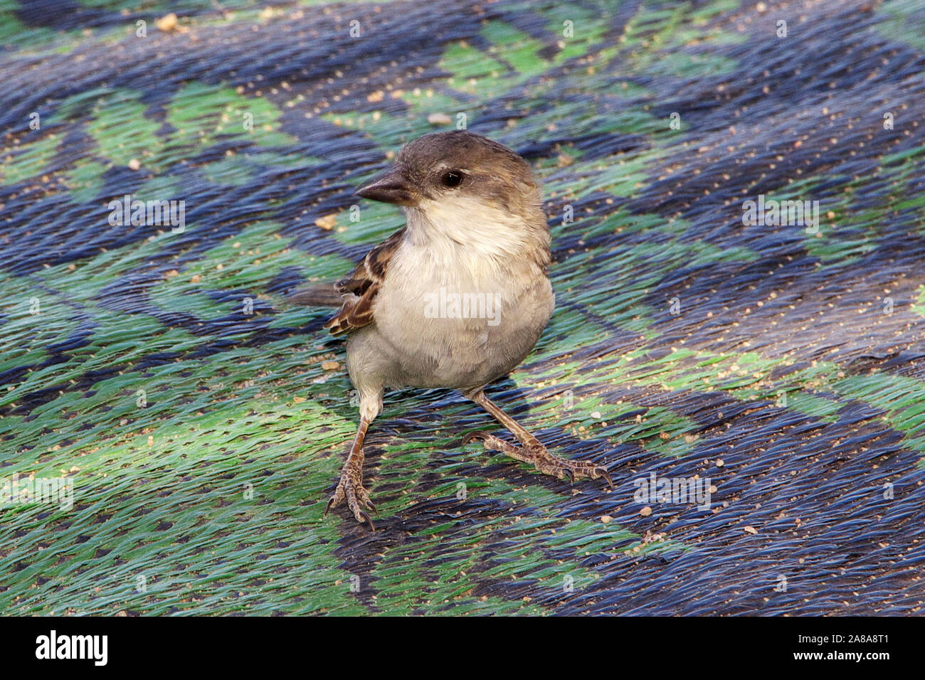 The tree sparrow on Socotra island, Indian ocean, Yemen Stock Photo - Alamy