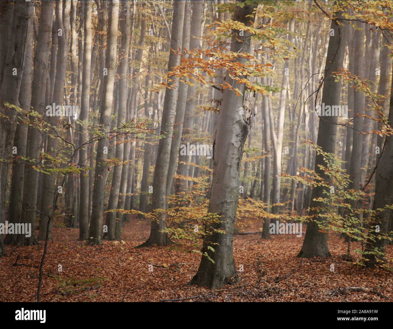Vintage fall forest hi-res stock photography and images - Alamy