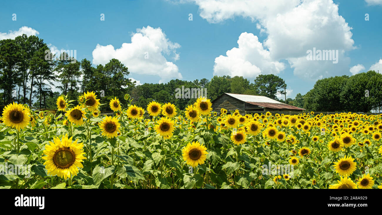 Sunflowers and Barn Stock Photo - Alamy