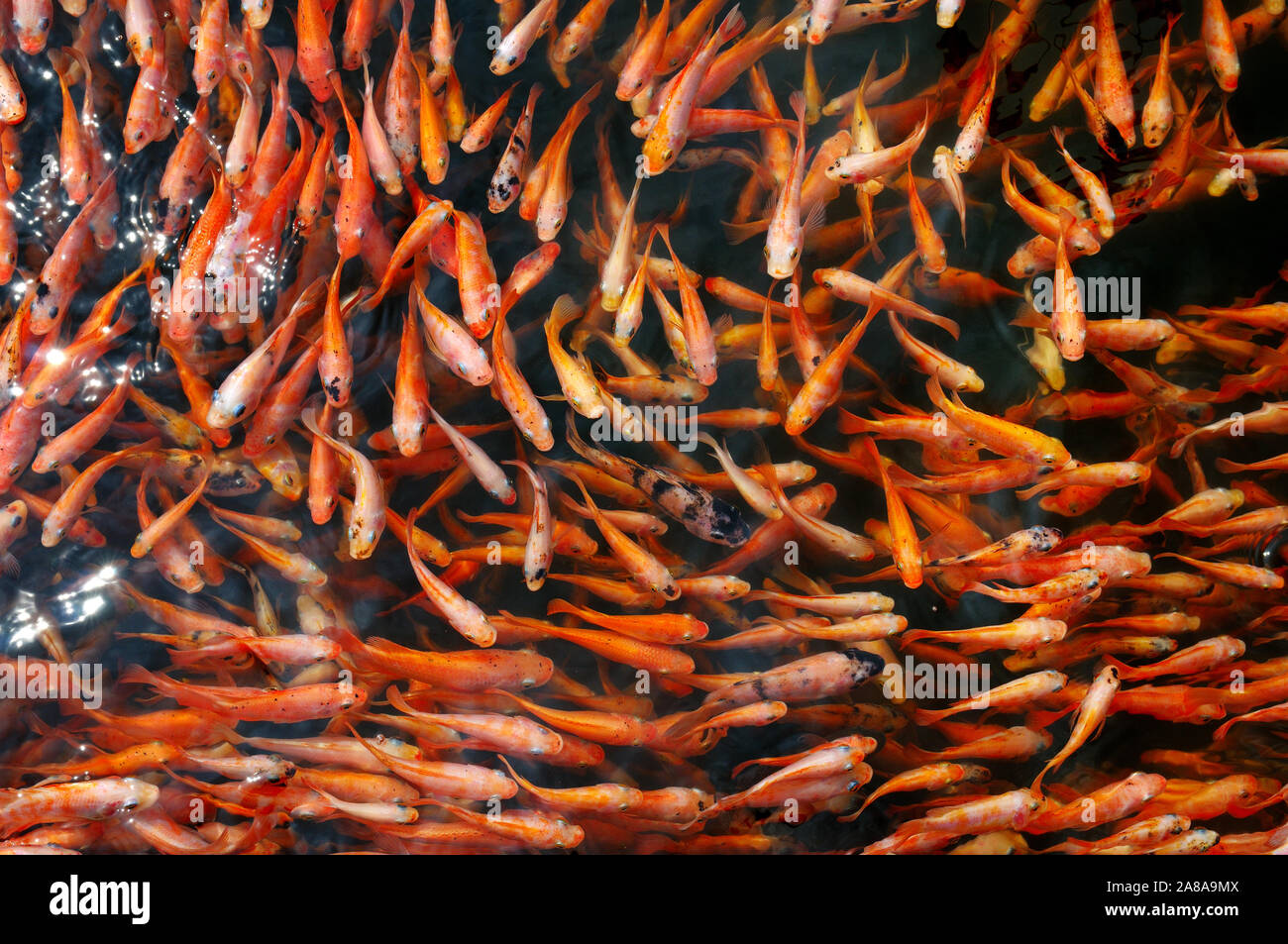 Small red fish in the lake water Stock Photo - Alamy