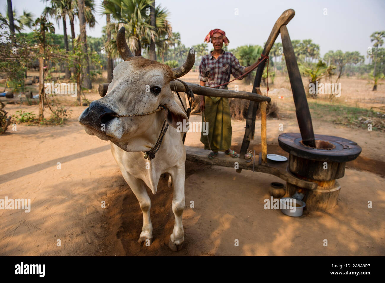 Grinding peanuts for peanut oil hi-res stock photography and images - Alamy