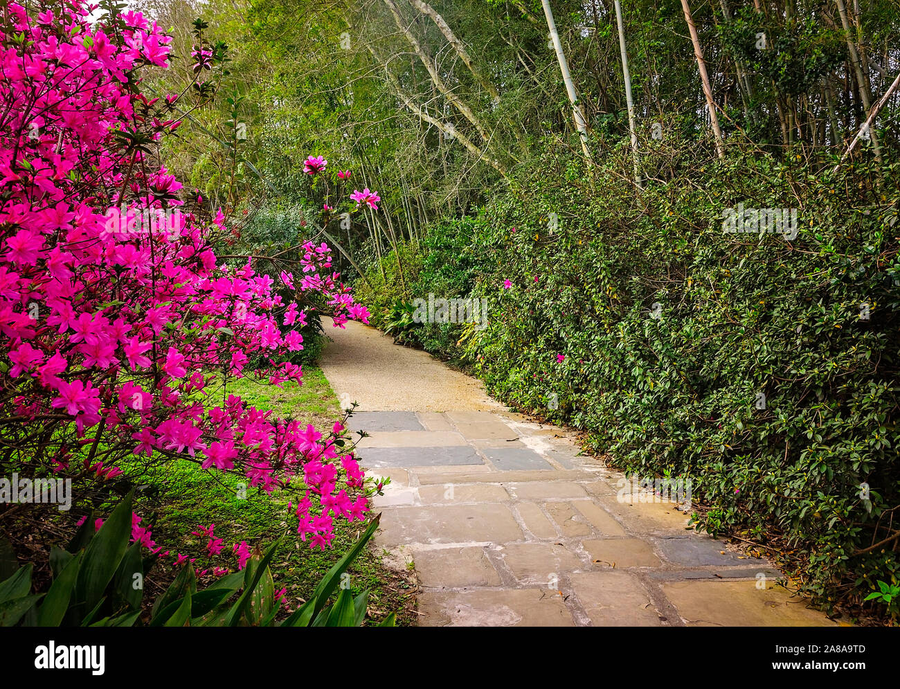 Pink azaleas bloom at Bellingrath Gardens, February 24, 2018, in ...