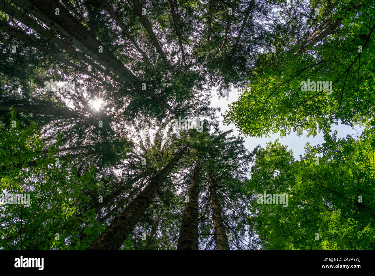 Pine trees background from the ground, photo taken pointing towards the ...
