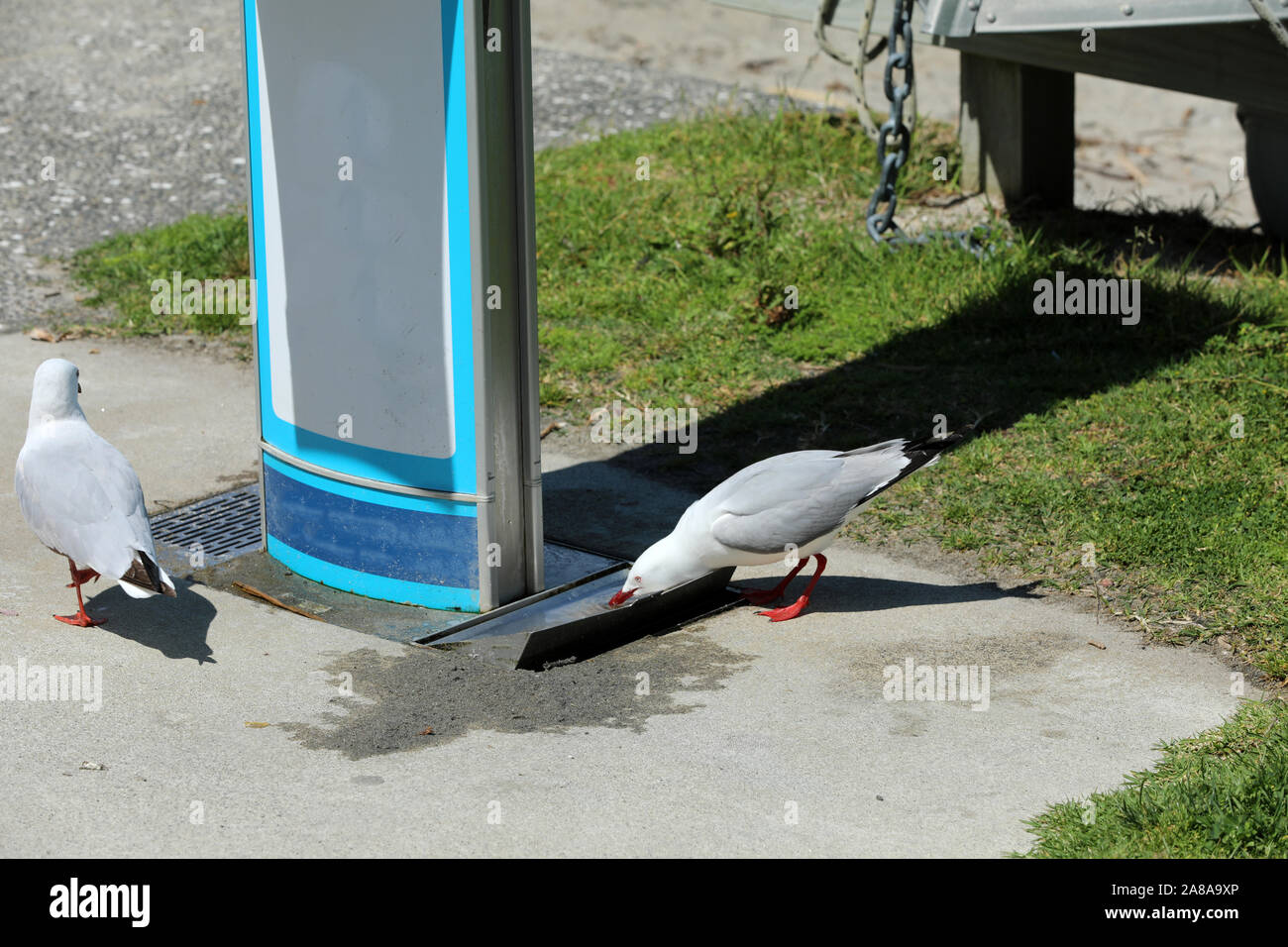 Potions birds hi-res stock photography and images - Alamy