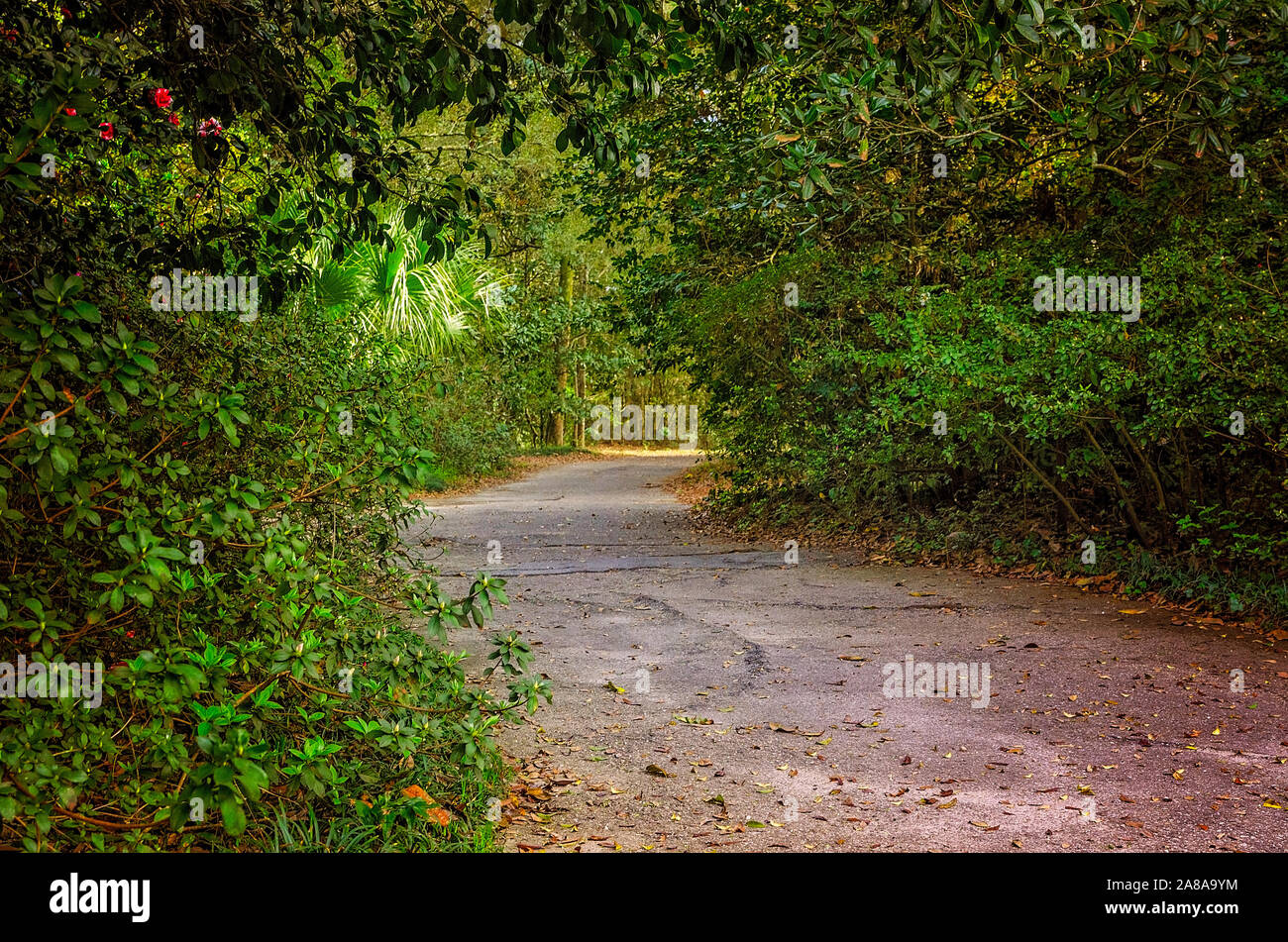 A winding path leads through Bellingrath Gardens, February 24, 2018, in ...