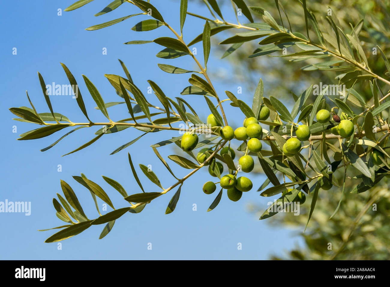 Ripe olives growing on the tree "Olea europaea Stock Photo - Alamy