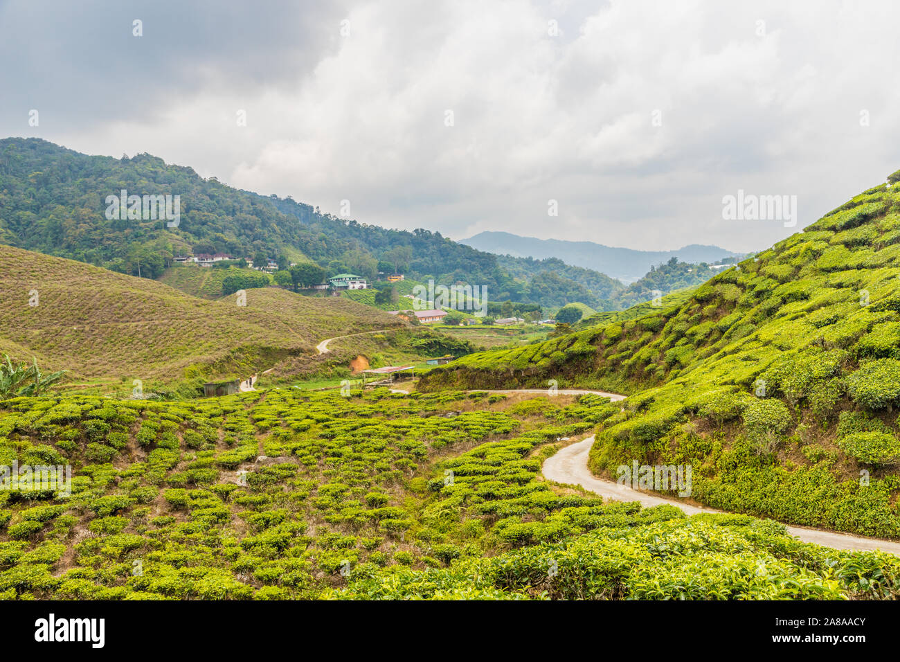 Tea plantations in the cameron highlands in Malaysia Stock Photo - Alamy