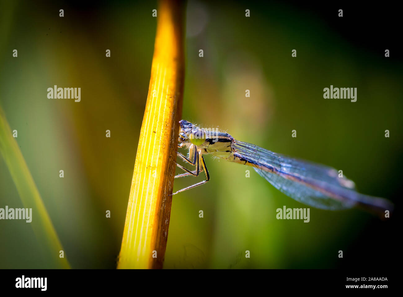 Female damselfly hi-res stock photography and images - Alamy