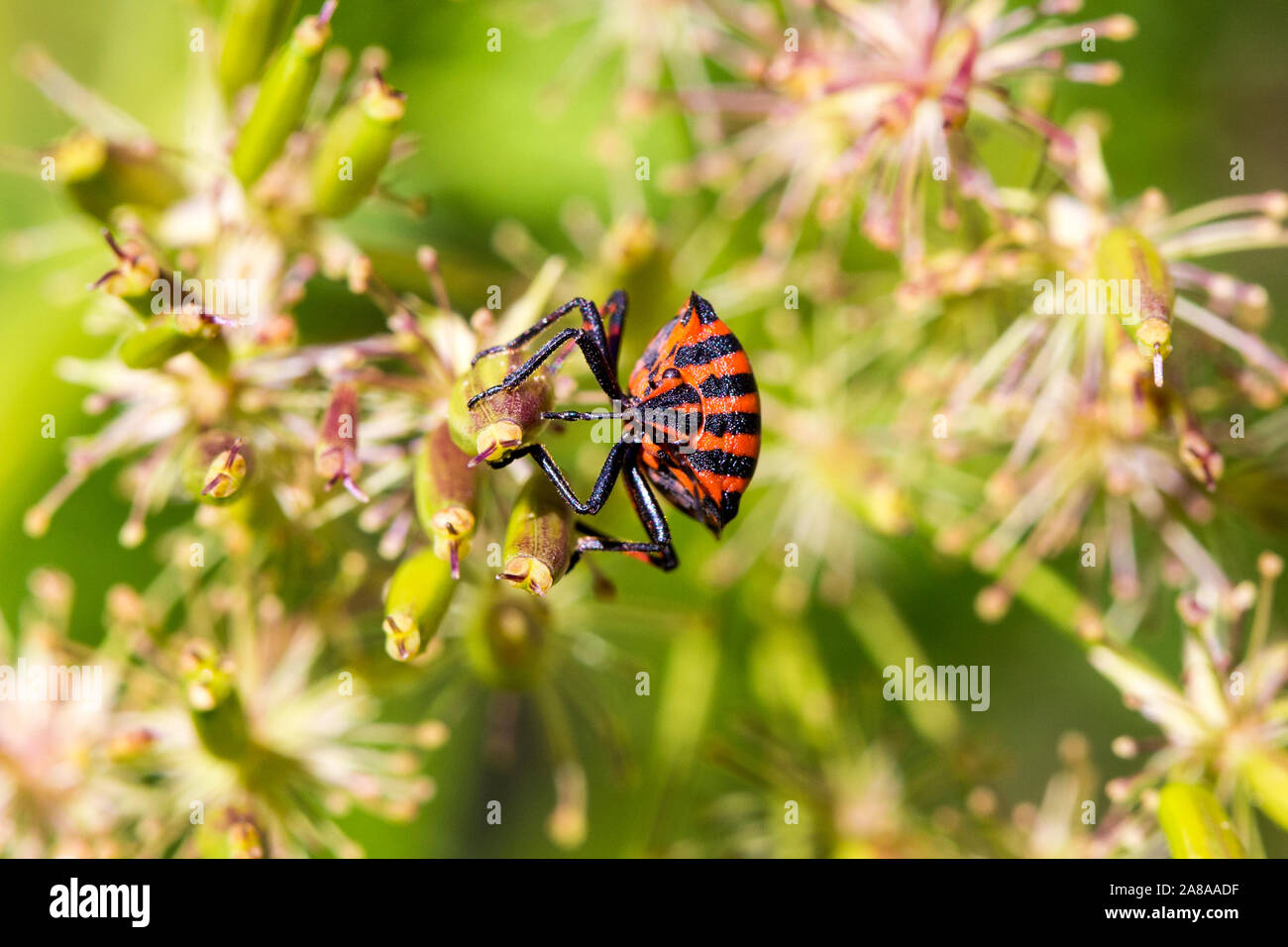 Red an black bug hi-res stock photography and images - Alamy