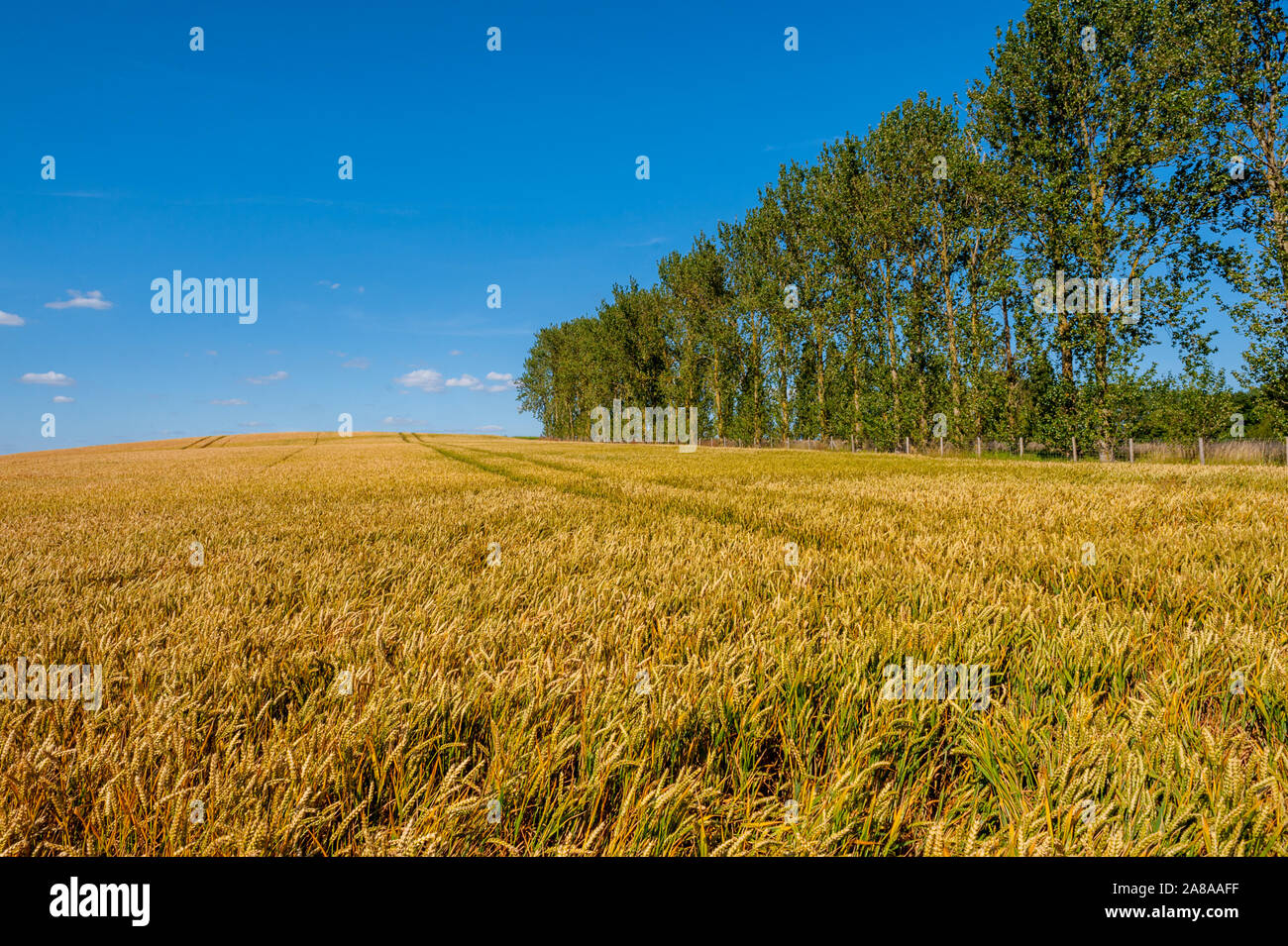 Cash crop trees hi-res stock photography and images - Alamy