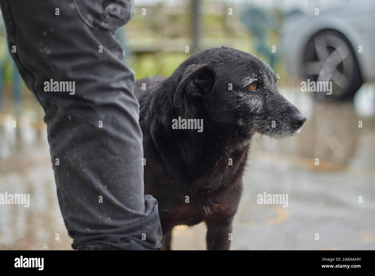 The dog next to the man Stock Photo - Alamy
