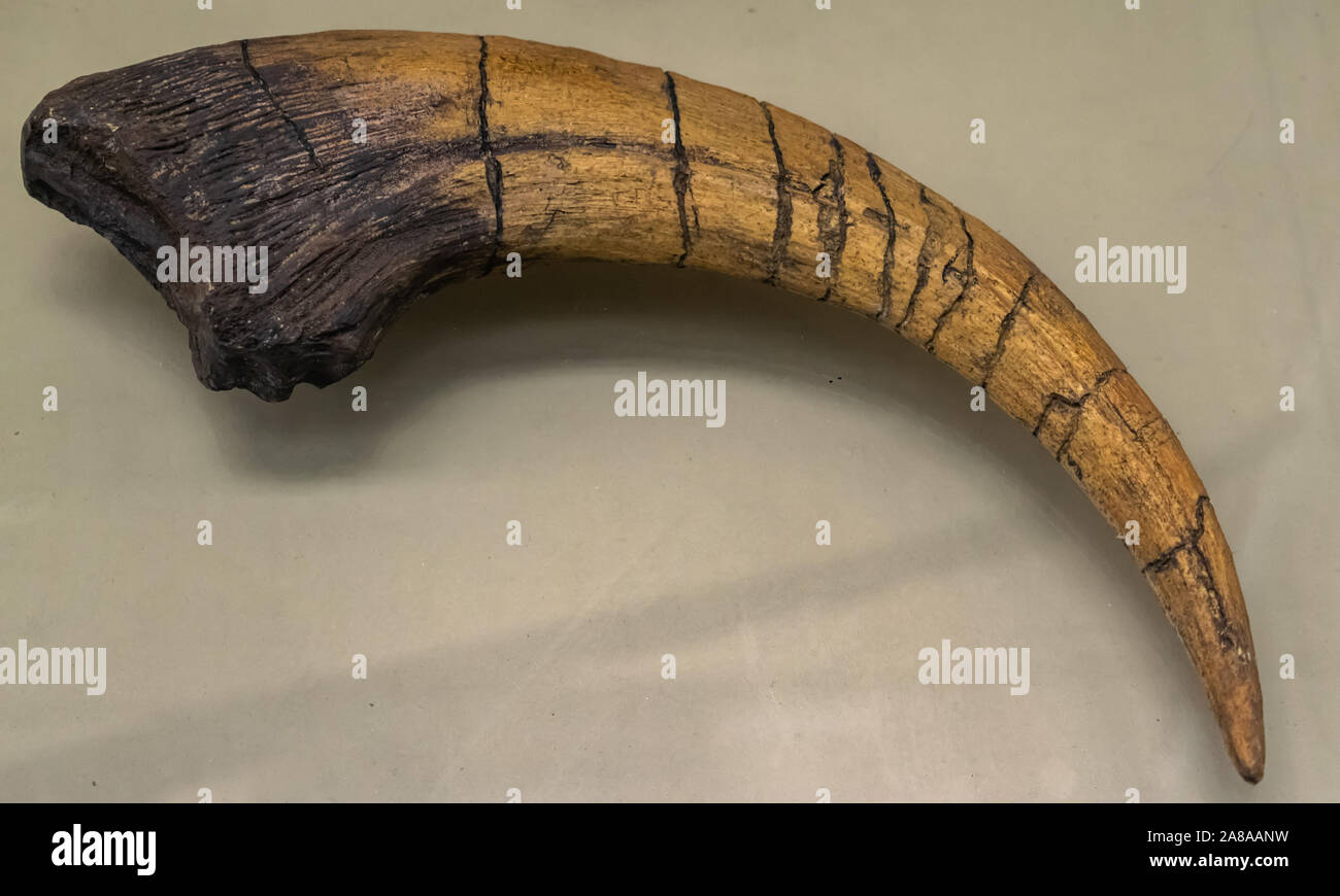 Megaraptor claw hi-res stock photography and images - Alamy