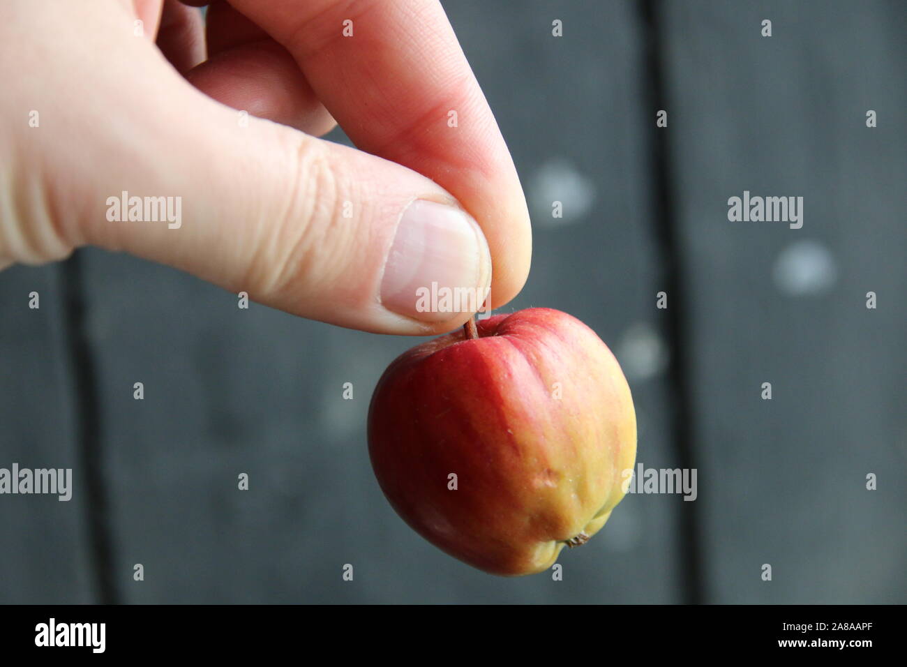 Hand holds apple hi-res stock photography and images - Alamy