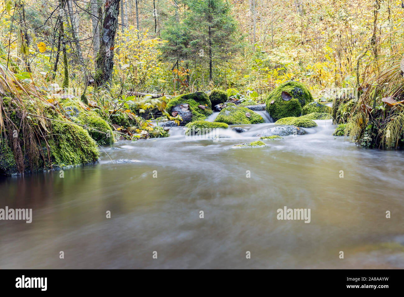Flowing stream in forest hi-res stock photography and images - Alamy