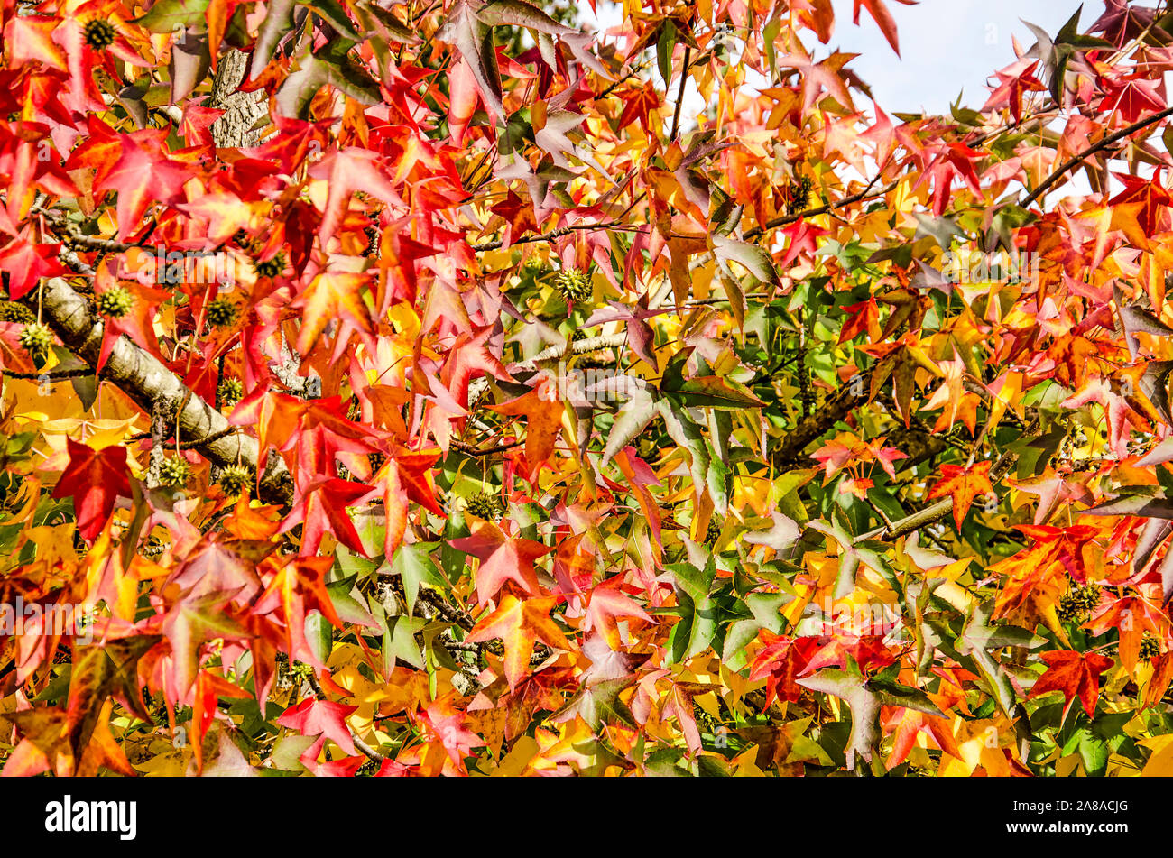 Star shaped leaves hi-res stock photography and images - Alamy