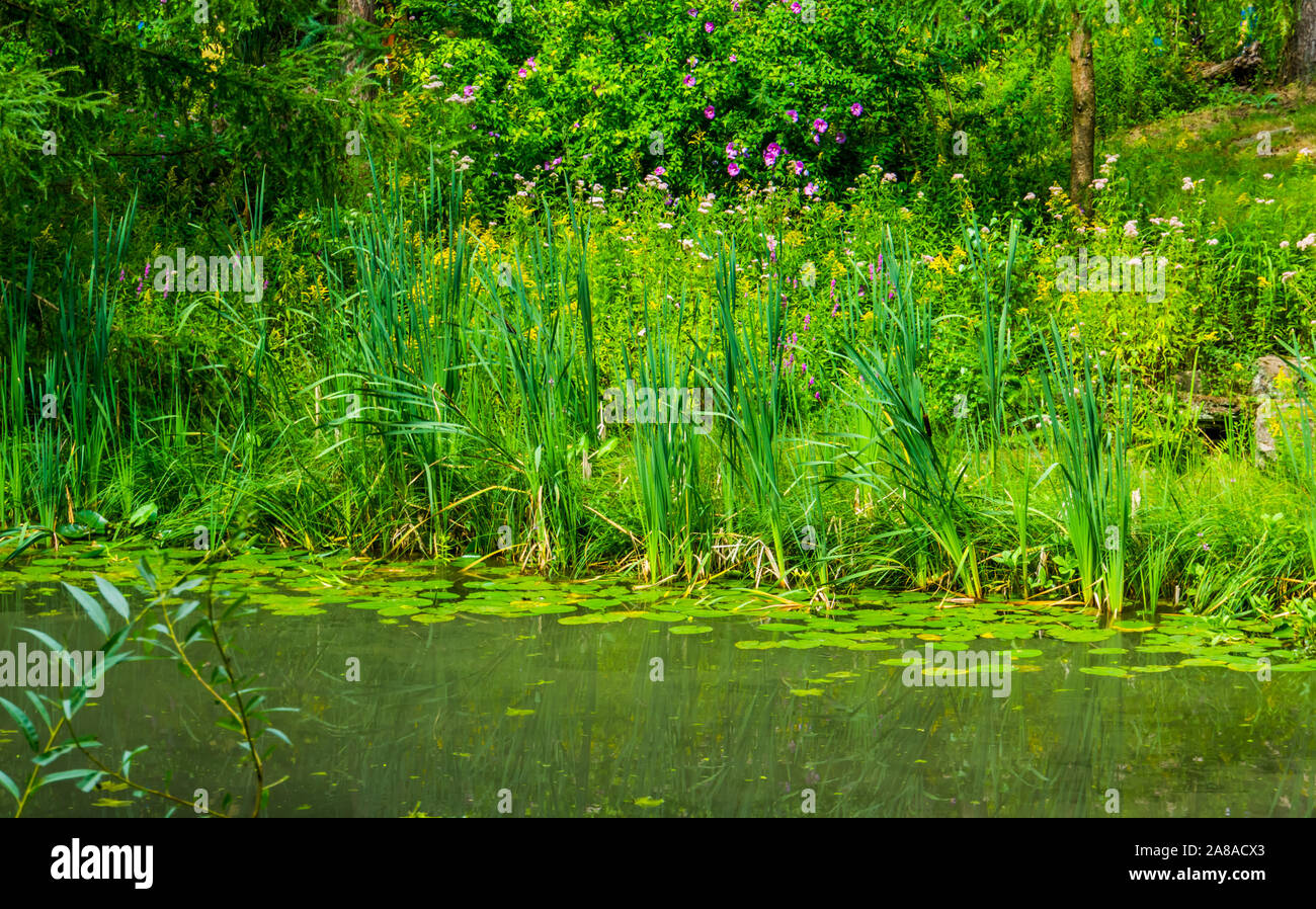 tropical river scenery with reeds and lilies in the water, nature ...