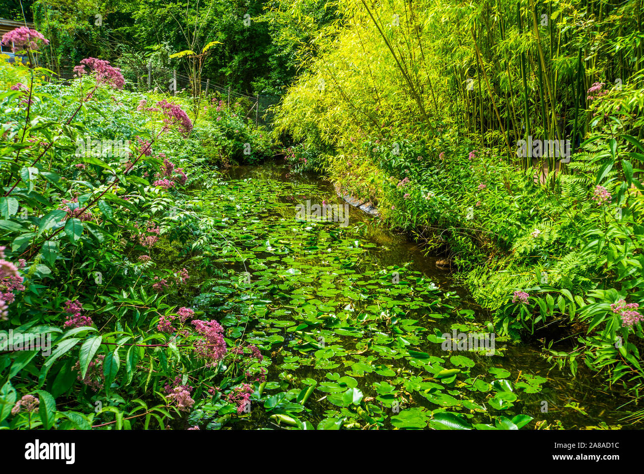 river landscape scenery with water lilies in the water, tropical forest ...