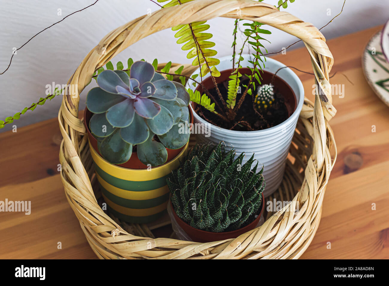 Types Of Cactus High Resolution Stock Photography and Images - Alamy