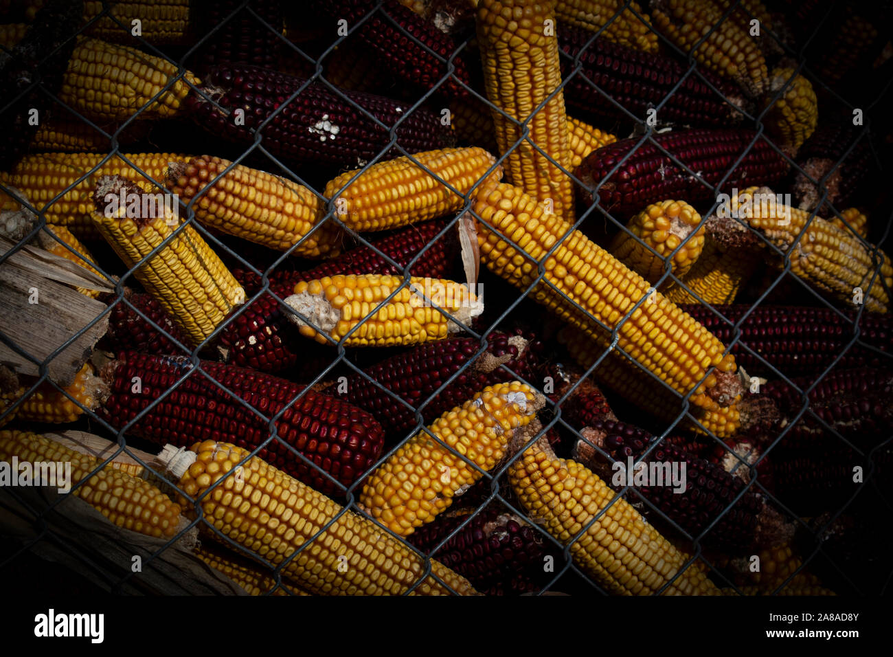 Red and yellow corn Stock Photo - Alamy