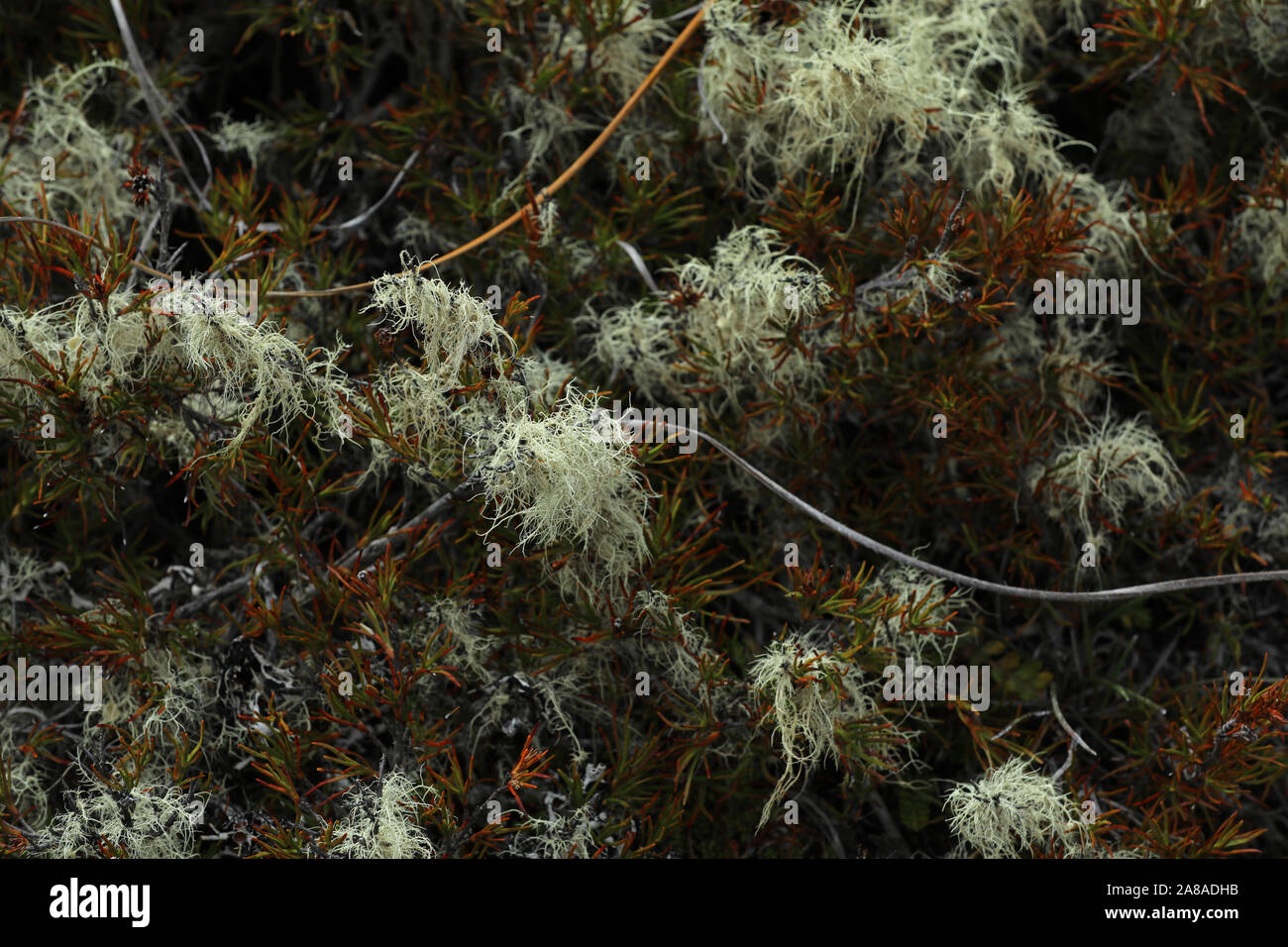 Branched lichen hi-res stock photography and images - Alamy