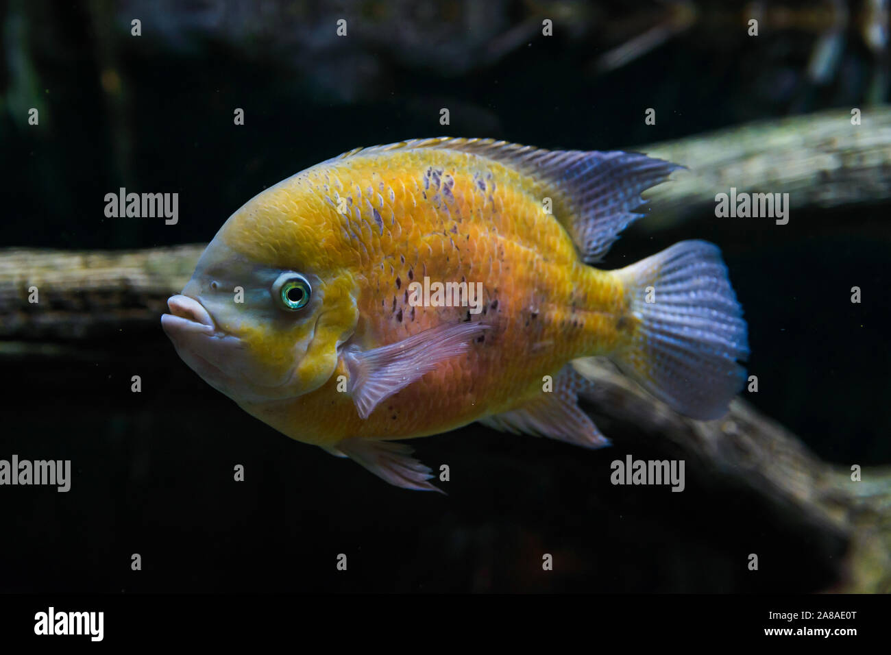 floating flock of yellow fish in aquarium Stock Photo - Alamy