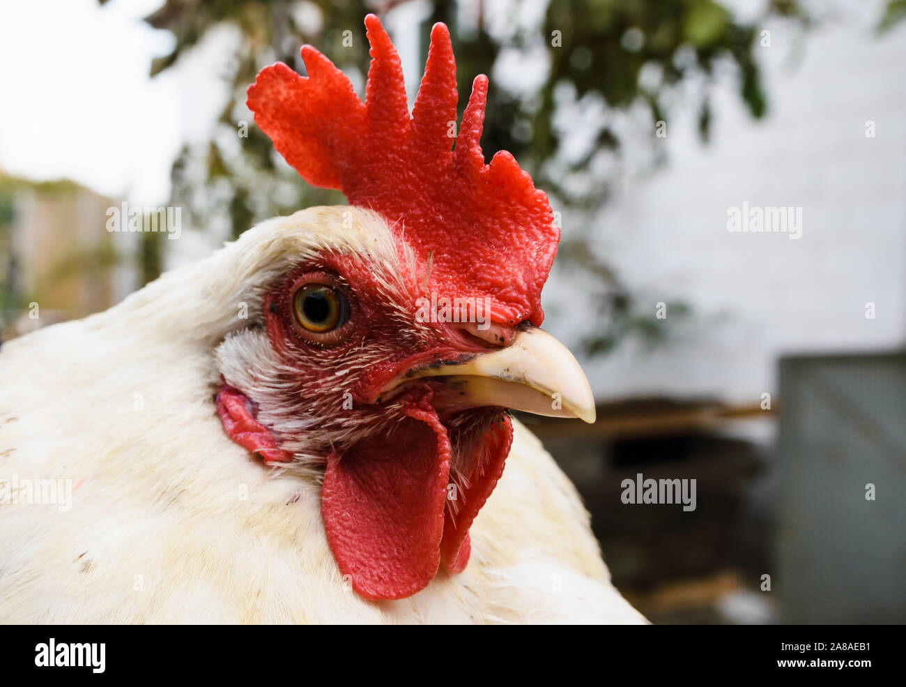 Closeup head of a white hen on a farm Stock Photo - Alamy