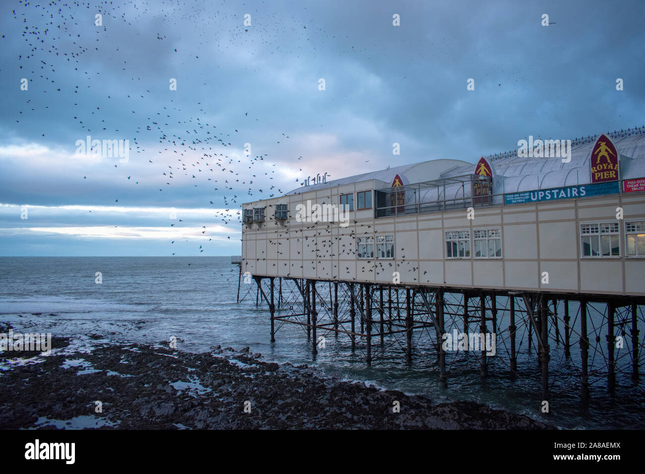 Aberystwyth Starlings under the Edwardian Pier Stock Photo - Alamy