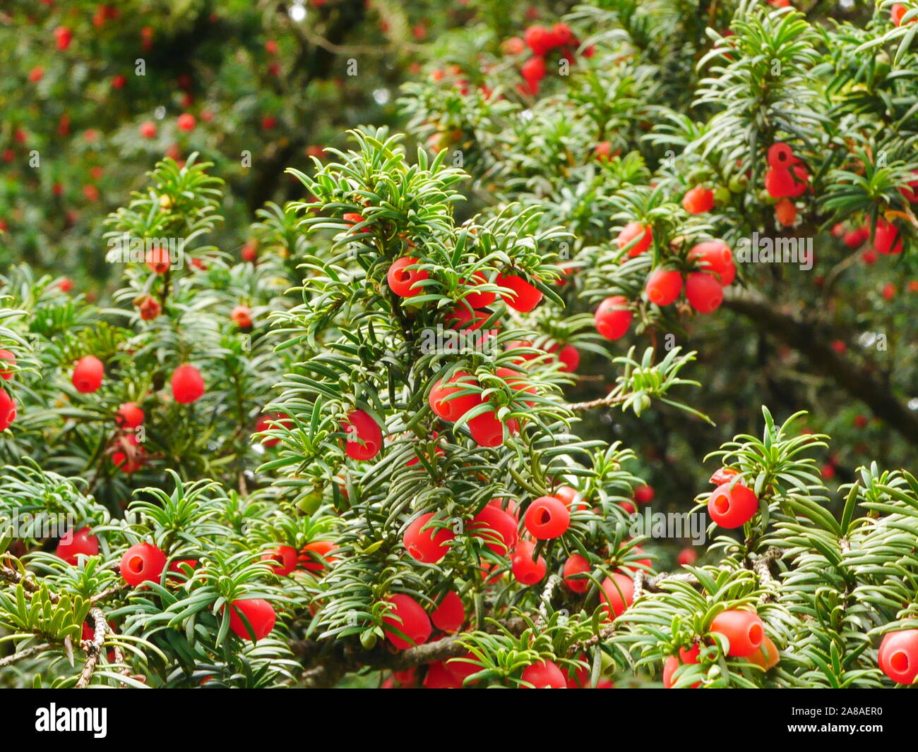 Taxus baccata leaves hi-res stock photography and images - Alamy