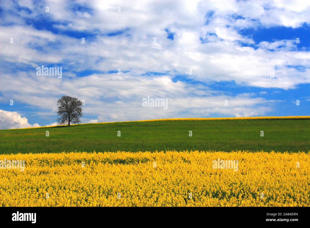 Sommer baum landschaft hi-res stock photography and images - Alamy