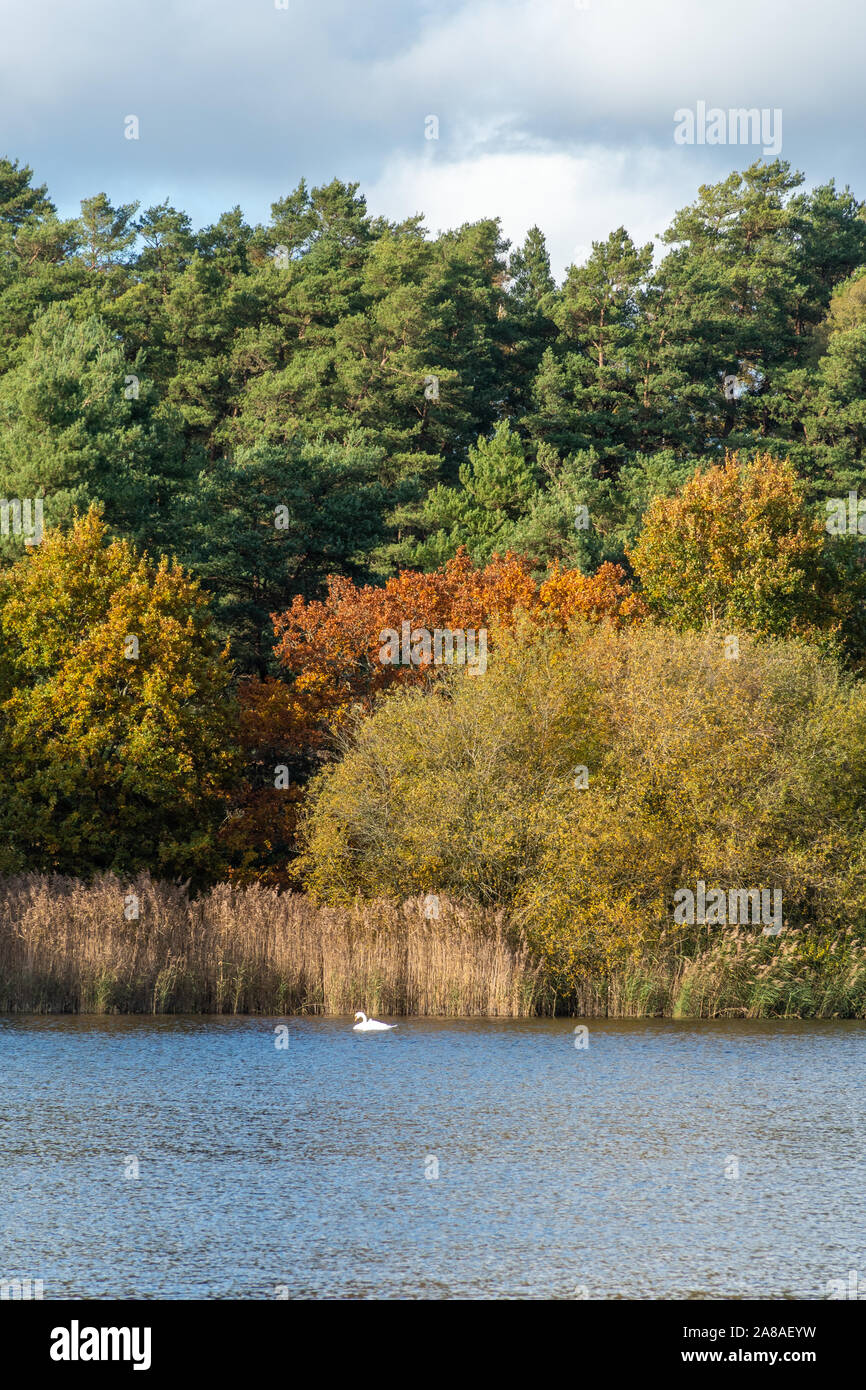 Frensham surrey autumn hi-res stock photography and images - Alamy