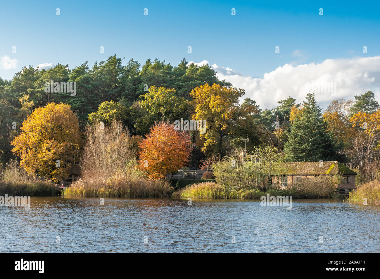 View of Frensham Litlte Pond with autumn colours, Surrey, UK Stock ...